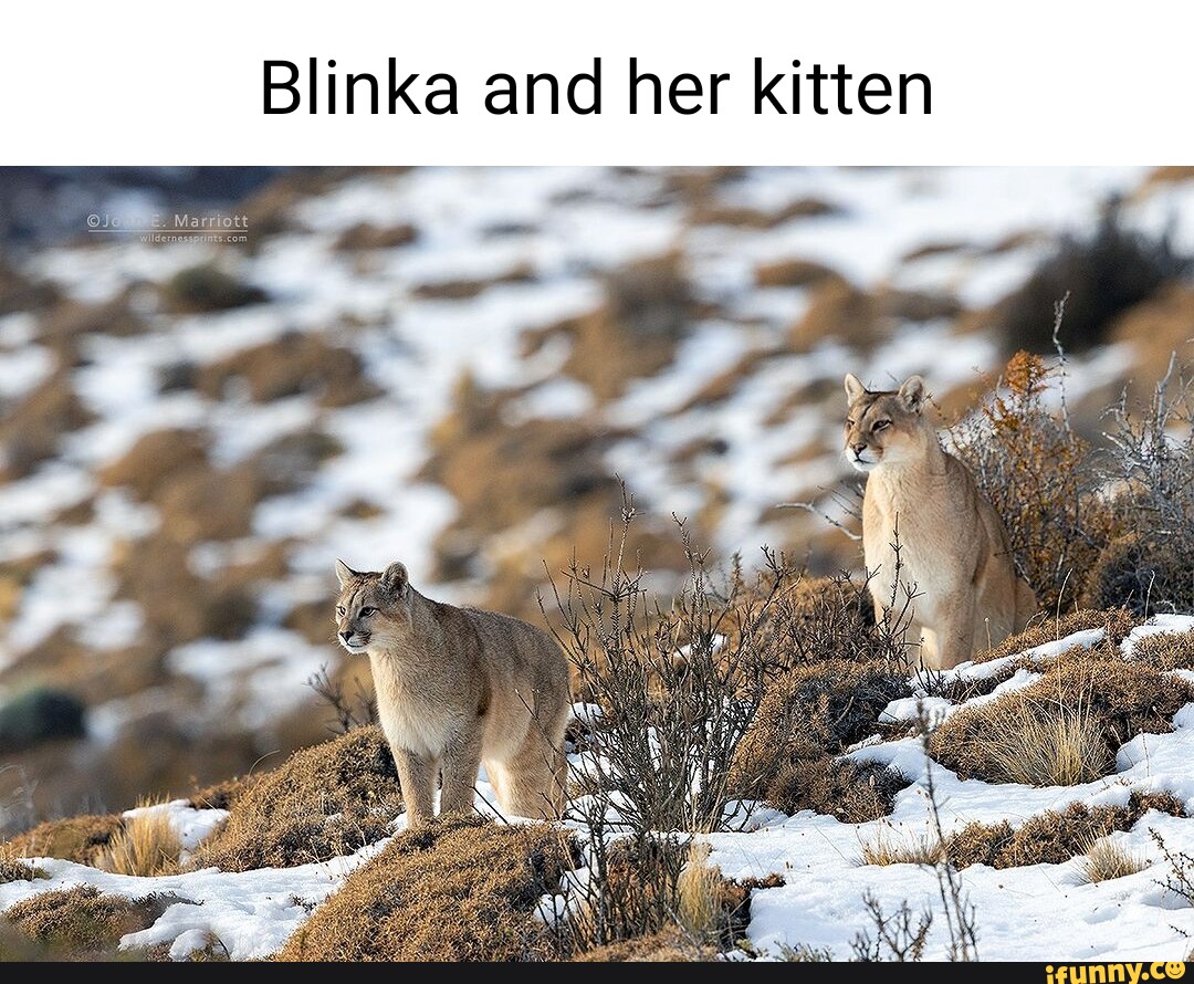 Puma memes. Best Collection of funny Puma pictures on iFunny