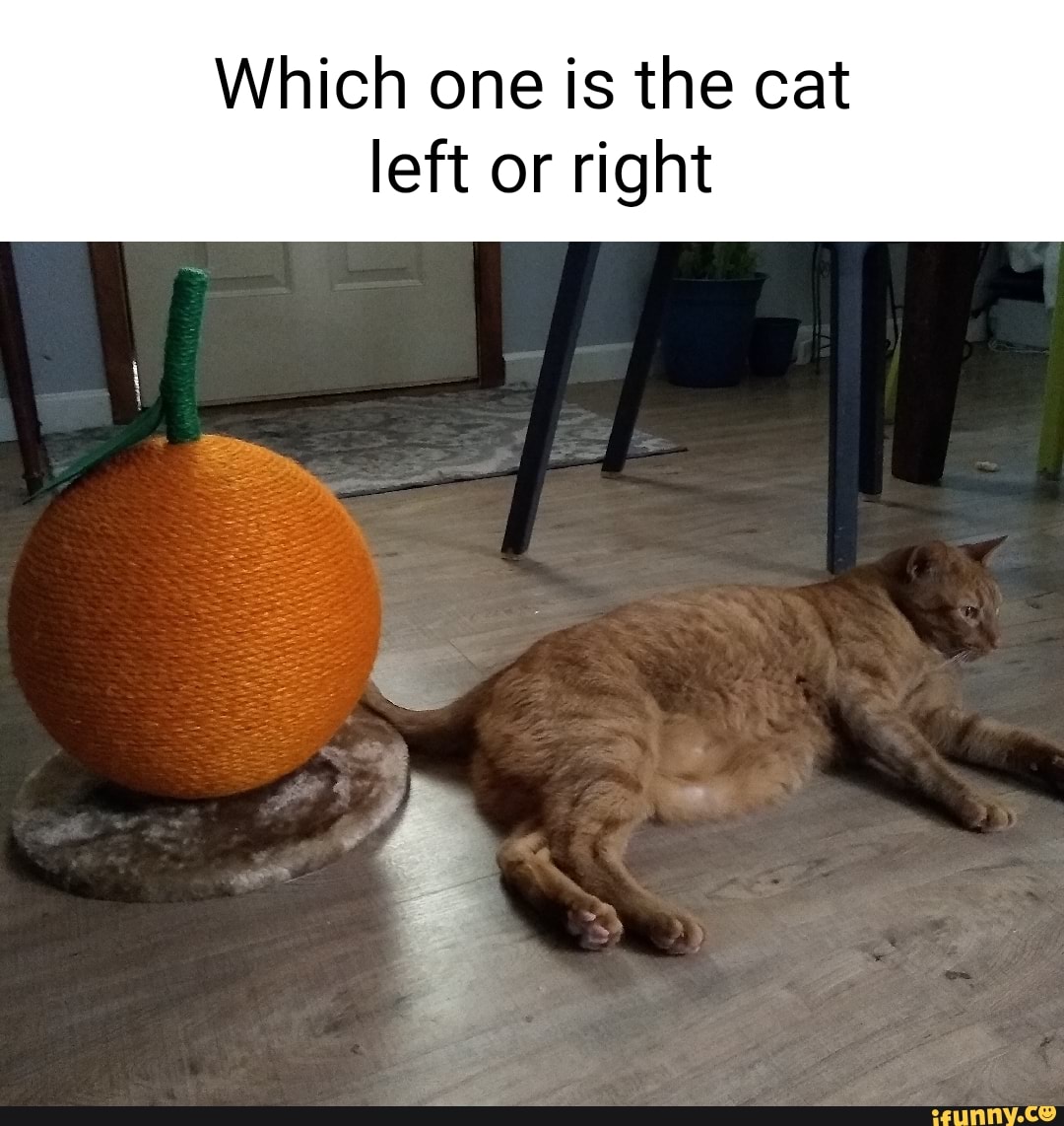 Which one is the cat left or right - iFunny