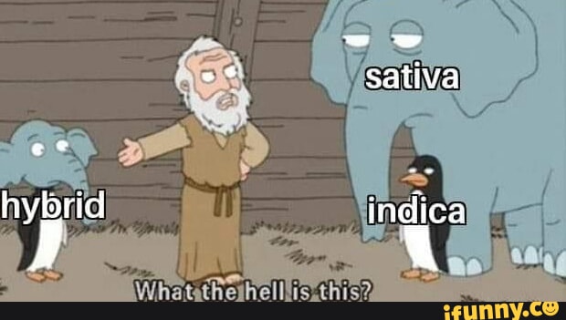 420 memes. Best Collection of funny 420 pictures on iFunny