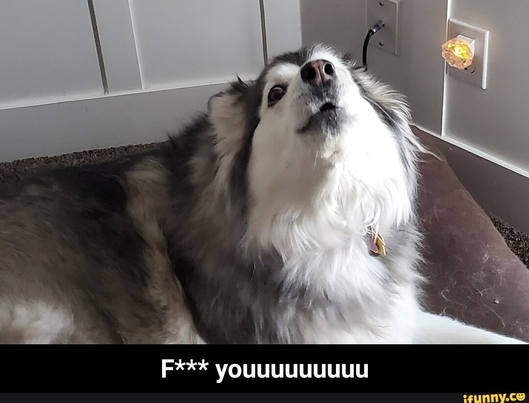 Youuuuuuuuu memes. Best Collection of funny Youuuuuuuuu pictures on iFunny