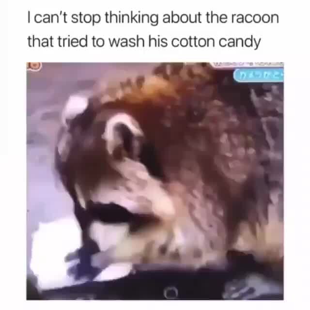 Can't stop thinking about the racoon that tried to wash his cotton ...