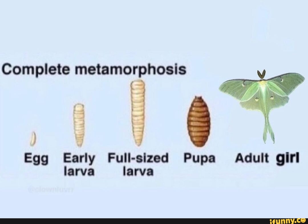 Complete metamorphosis US Egg Early Full-sized Pupa Adult girl larva ...