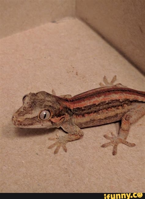 Gargoylegeckos memes. Best Collection of funny Gargoylegeckos pictures ...