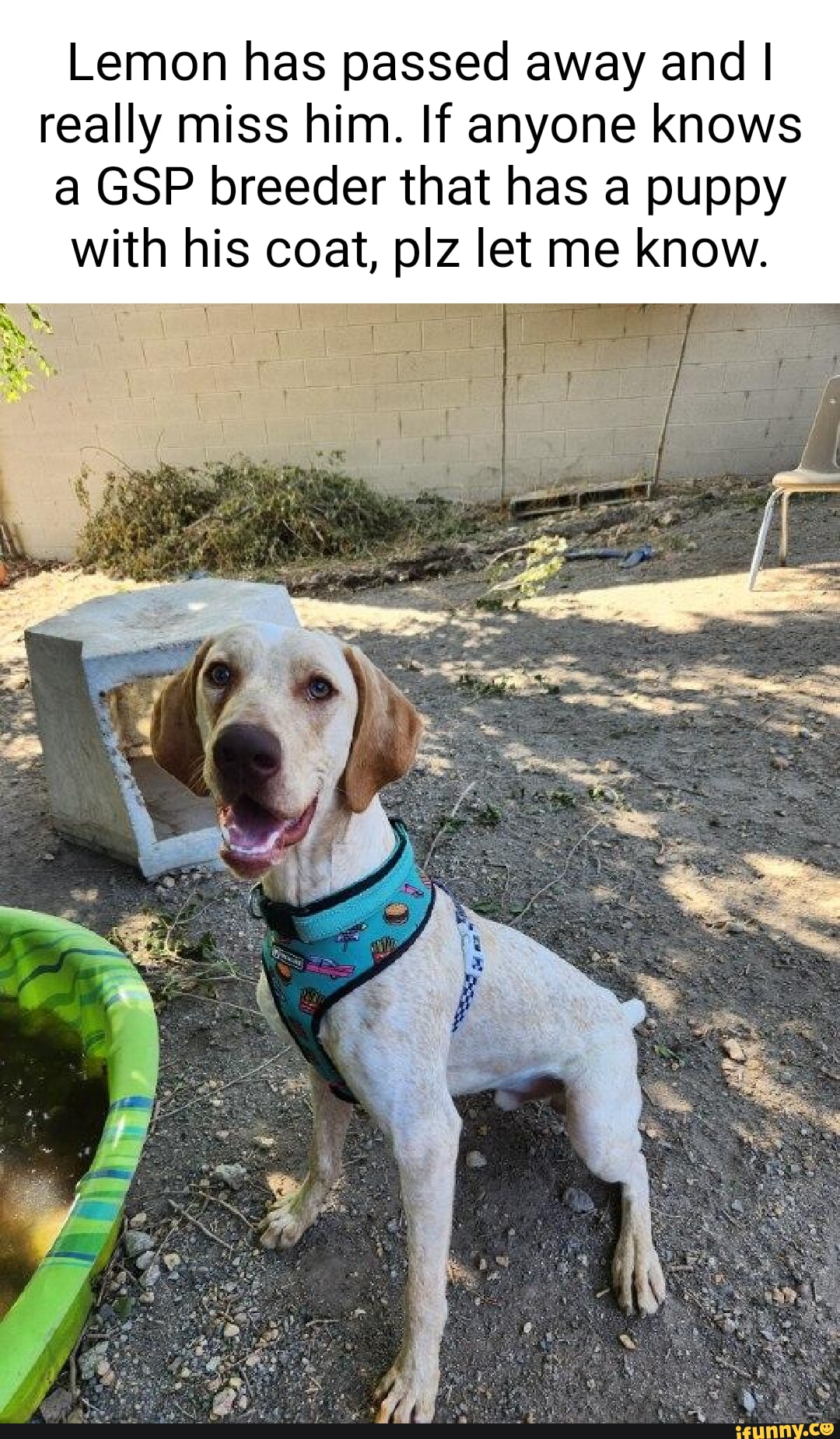 Gsp memes. Best Collection of funny Gsp pictures on iFunny