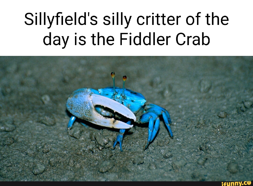 Fiddler memes. Best Collection of funny Fiddler pictures on iFunny