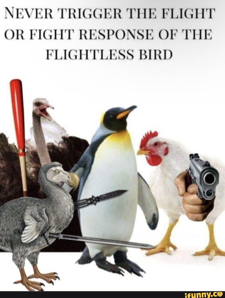 Flightless memes. Best Collection of funny Flightless pictures on iFunny