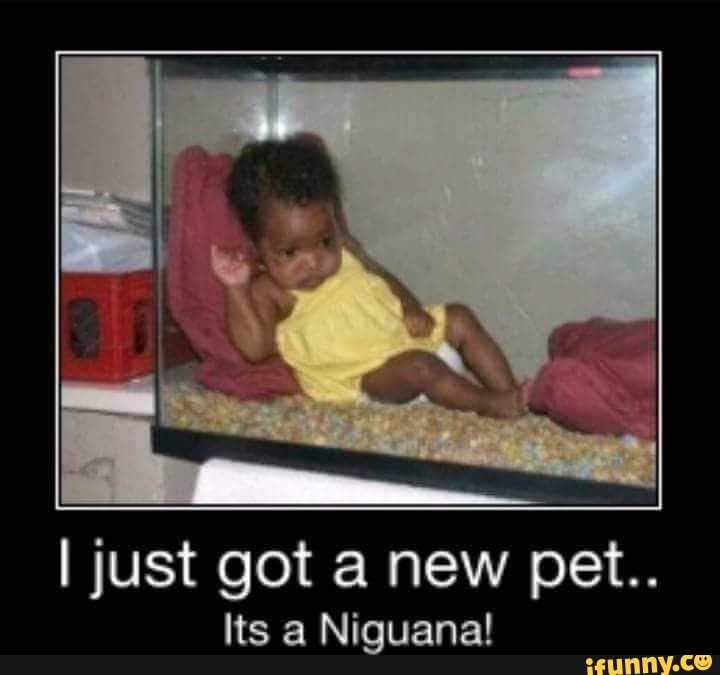 Ijust got a new pet.. Its a Niguana! - iFunny