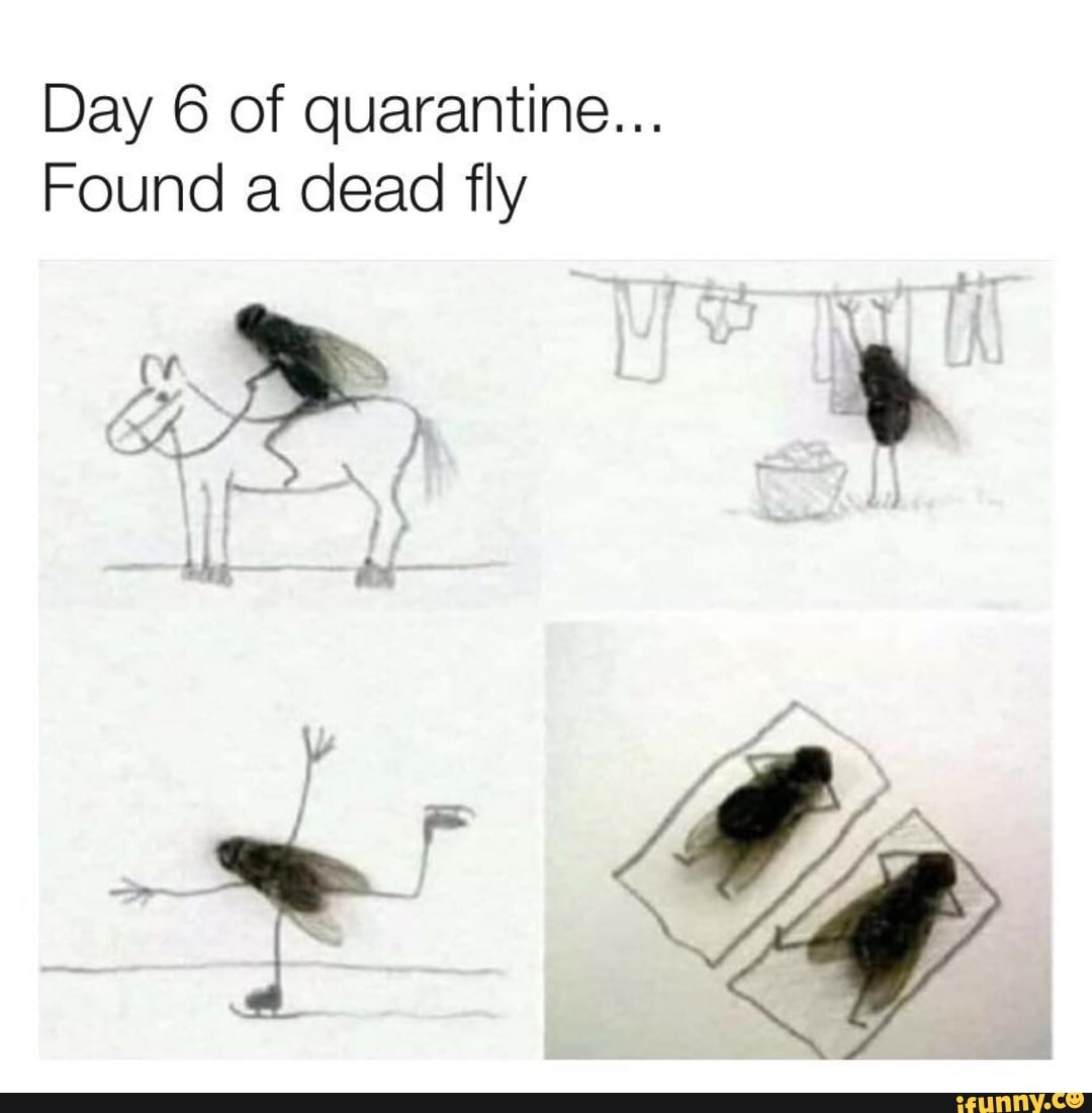 Day 6 of quarantine... Found a dead fly - iFunny