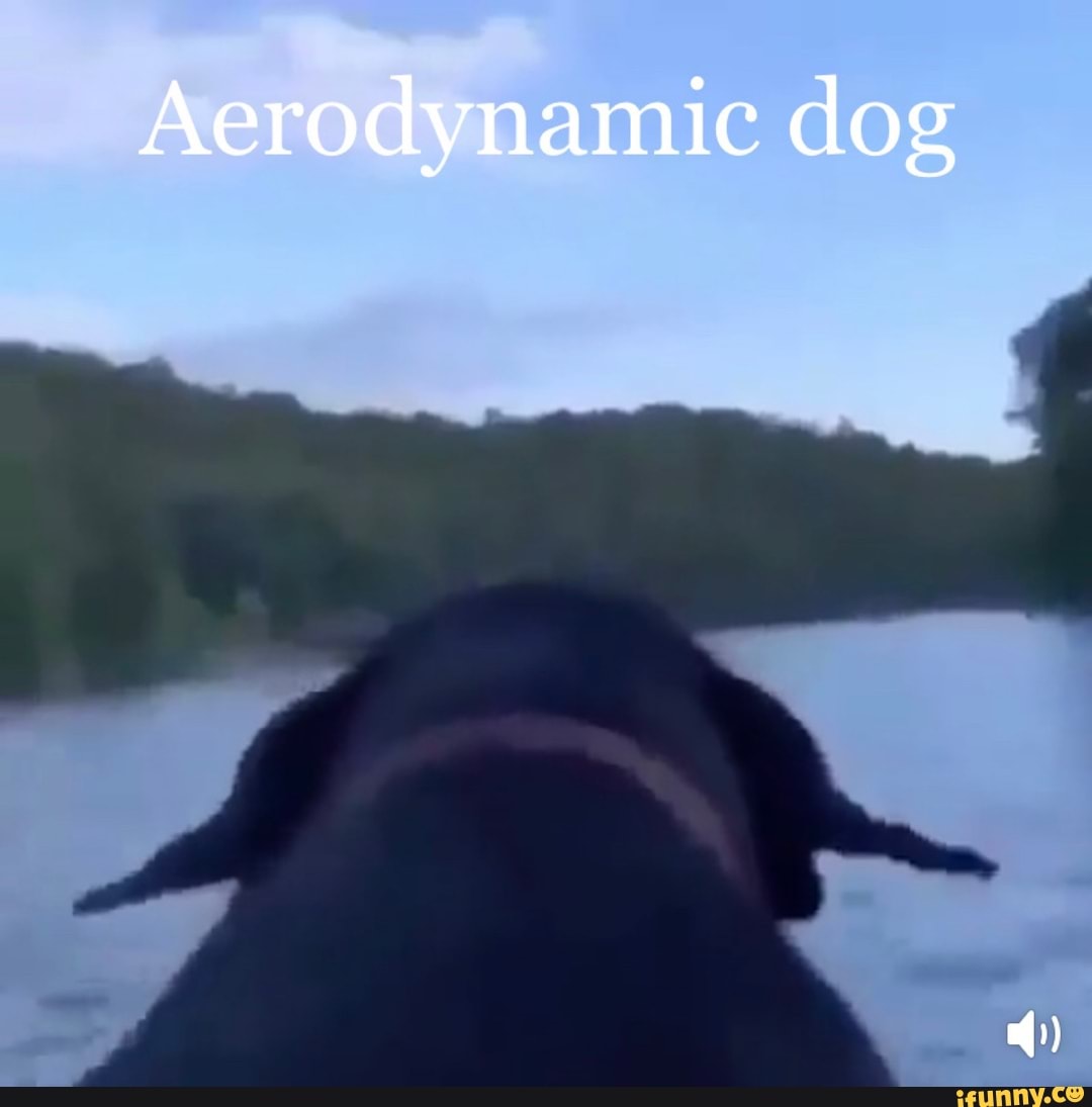 Aerodynamic dog - iFunny