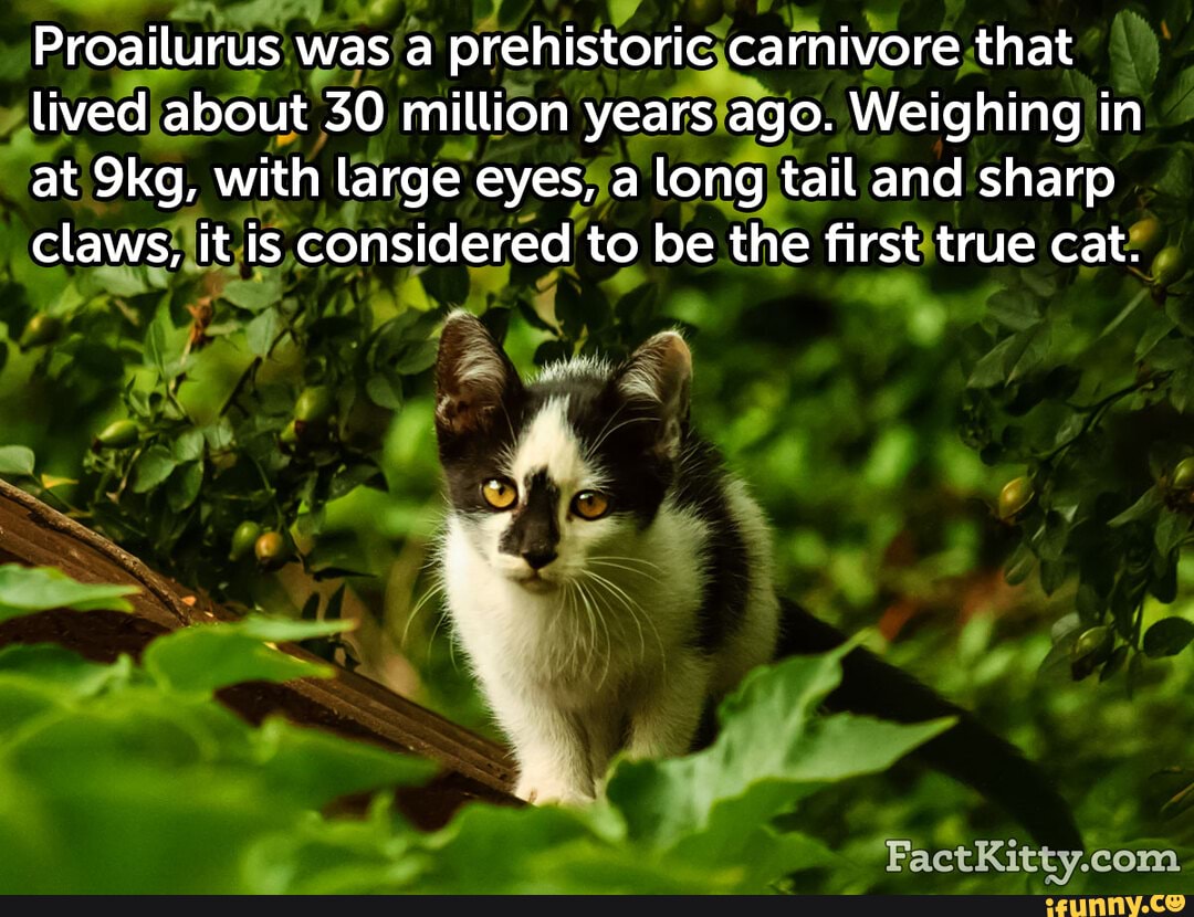 Proailurus was a prehistoric carnivore that lived about 30 million ...