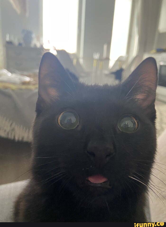 Rip_balls memes. Best Collection of funny Rip_balls pictures on iFunny