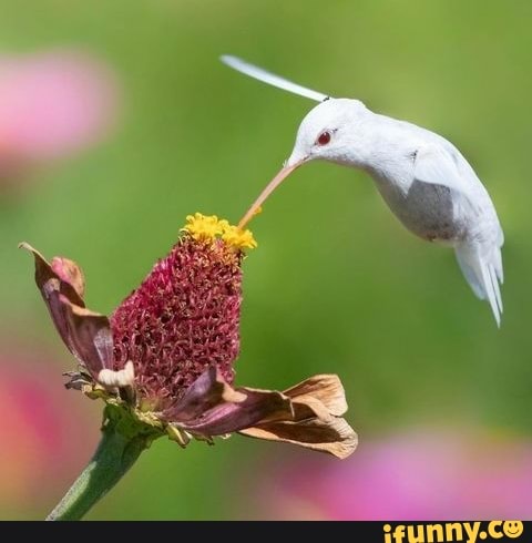 Colibri memes. Best Collection of funny Colibri pictures on iFunny