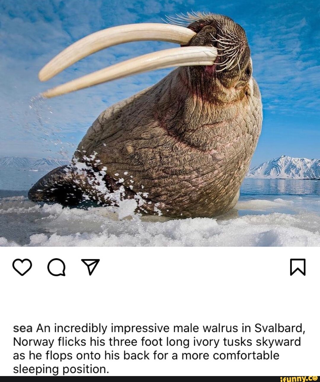 Tusks memes. Best Collection of funny Tusks pictures on iFunny