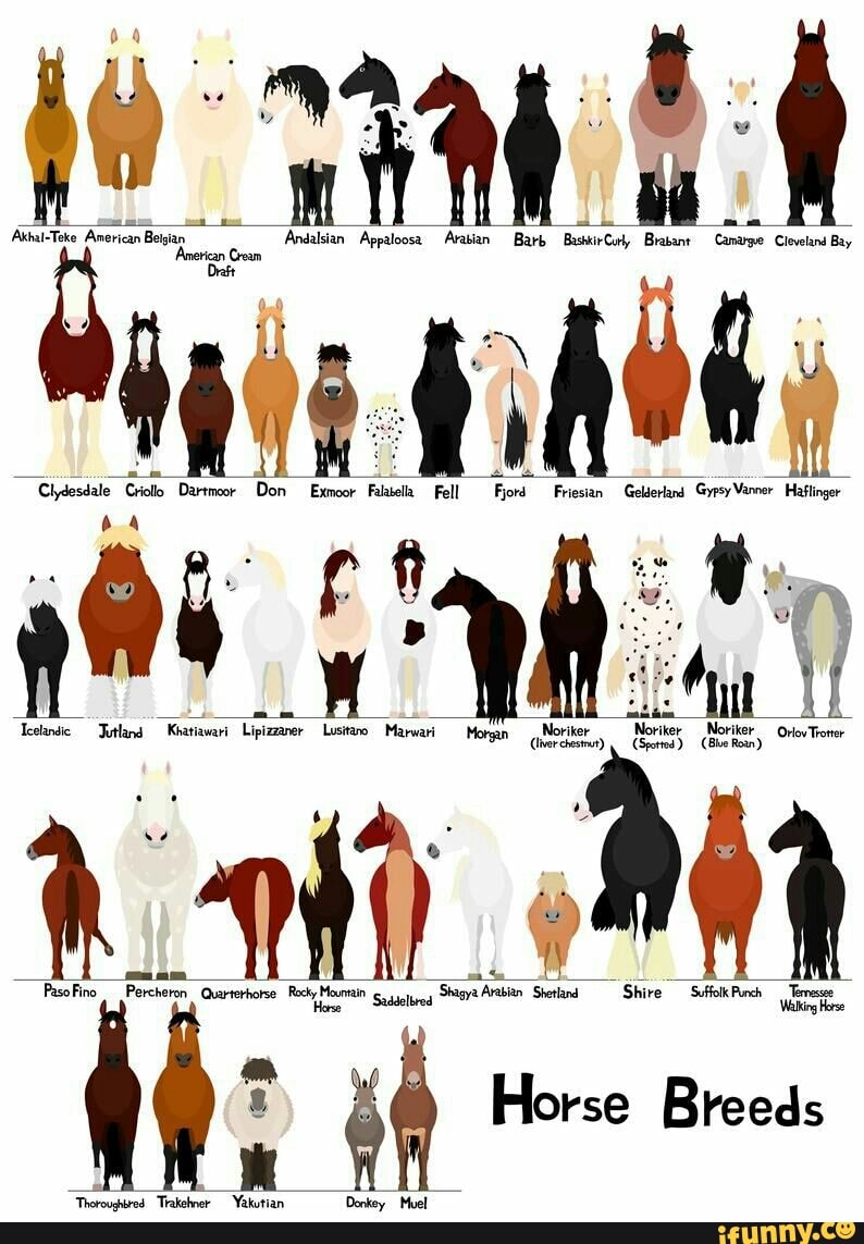 Brabant memes. Best Collection of funny Brabant pictures on iFunny