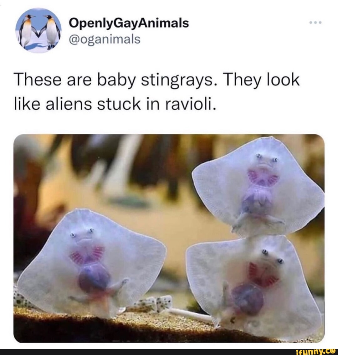 Happy Stingray Meme