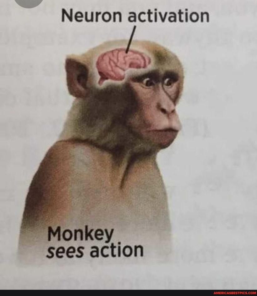 Neuron activation Monkey sees action - America’s best pics and videos