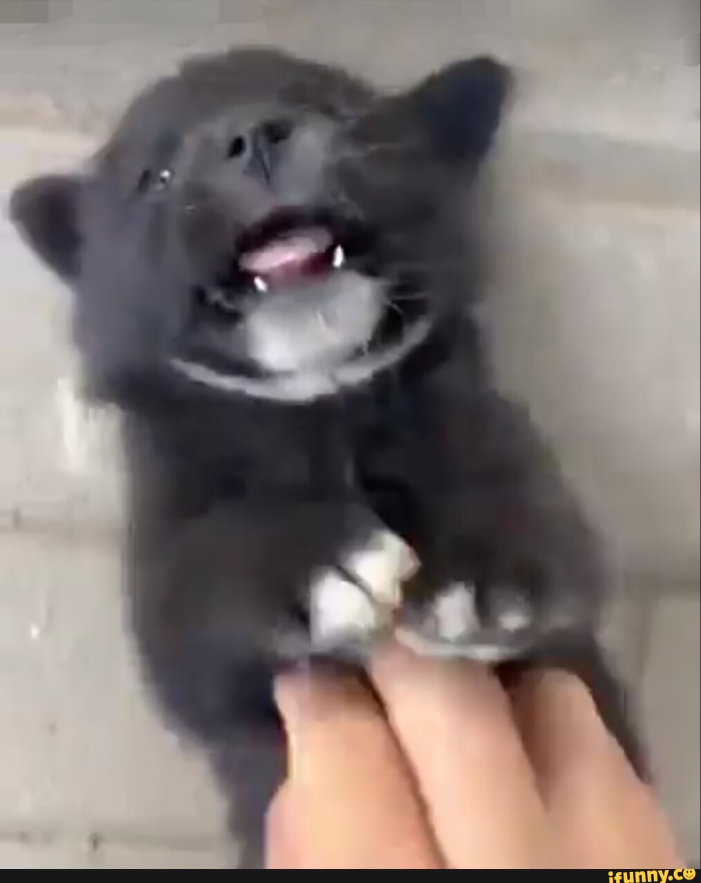 Smol memes. Best Collection of funny Smol pictures on iFunny