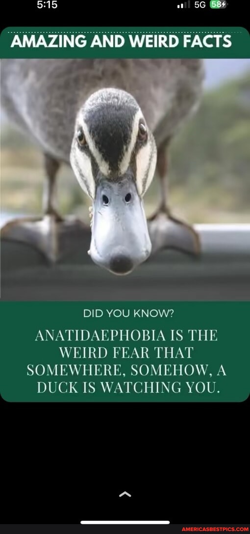 AMAZING AND WEIRD FACTS DID YOU KNOW? ANATIDAEPHOBIA IS THE WEIRD FEAR ...