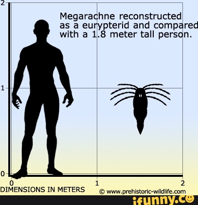 Megarachne reconstructed as a eurypterid and compared with a 1.8 meter ...
