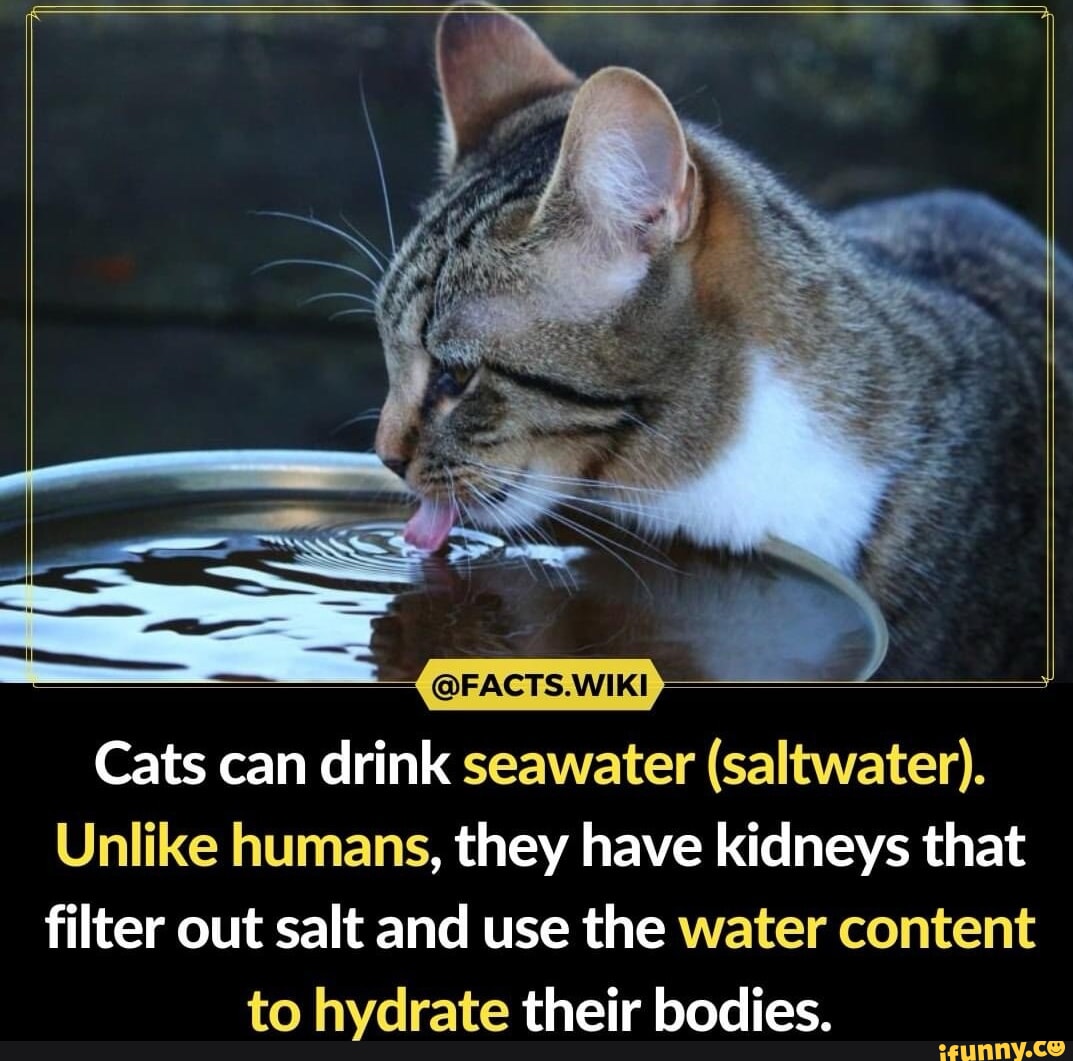 Picture memes Ts73dLqS6 by Ackchual: 0.5K comments - iFunny