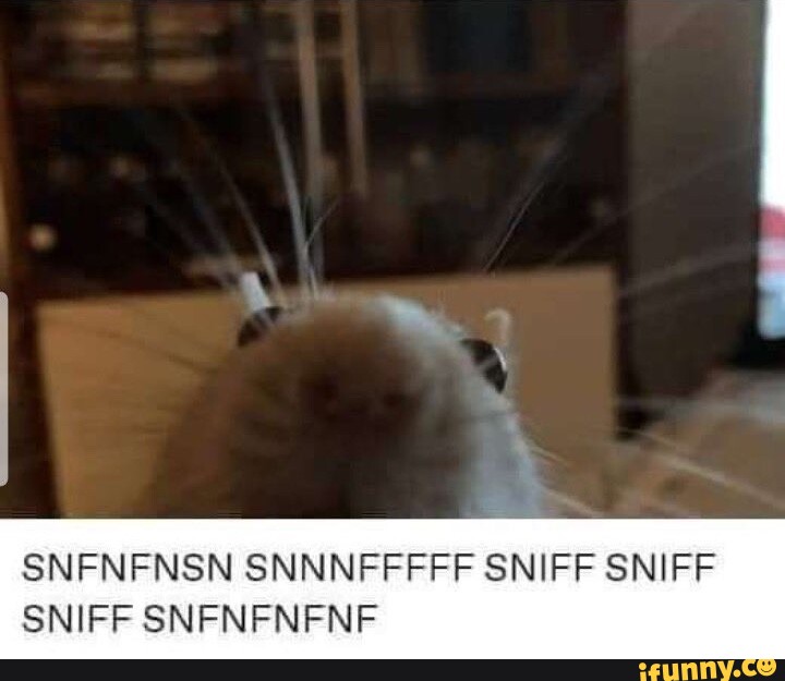 SNFNFNSN SNNNFFFFF SNIFF SNIFF SNIFF SNFNFNFNF - iFunny