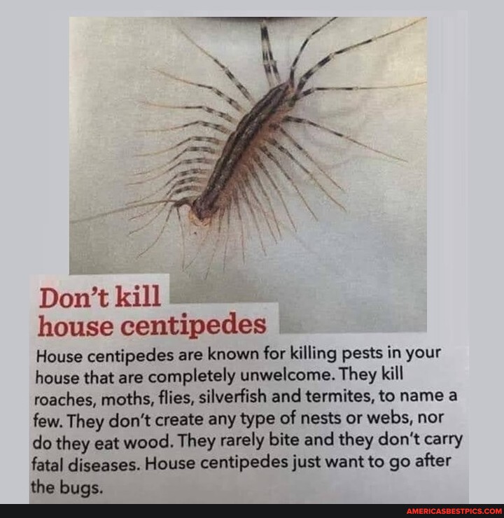N/A - Don't kill house centipedes House centipedes are known for ...