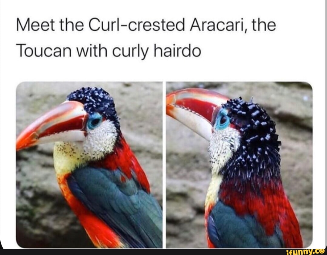 Toucan memes. Best Collection of funny Toucan pictures on iFunny