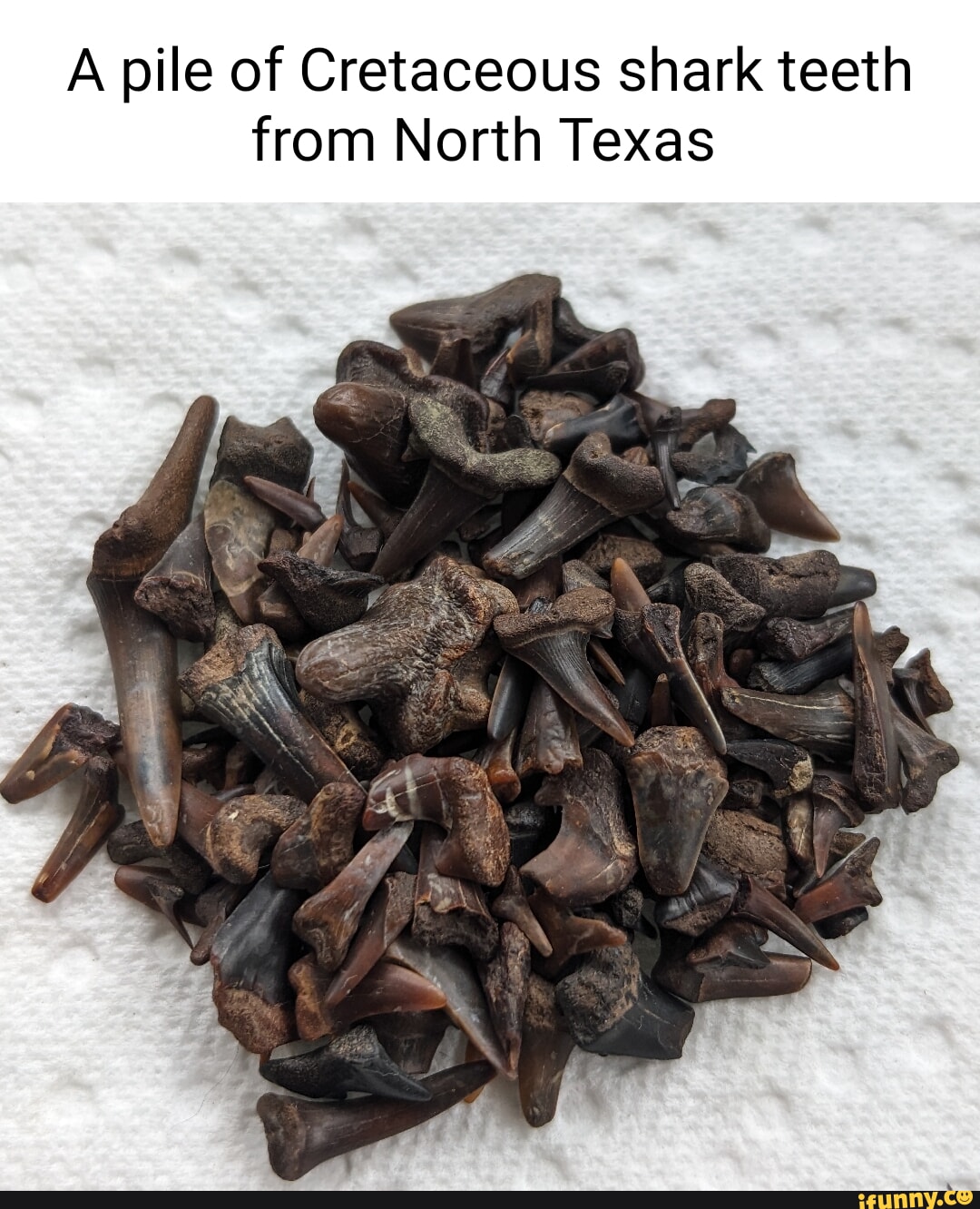 A pile of Cretaceous shark teeth from North Texas - iFunny