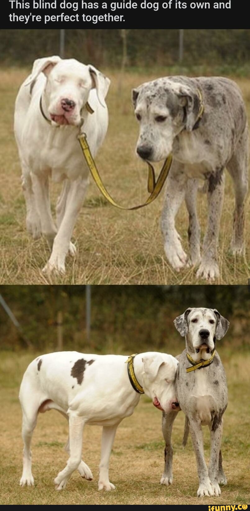 This blind dog has a guide dog of its own and they're perfect together ...