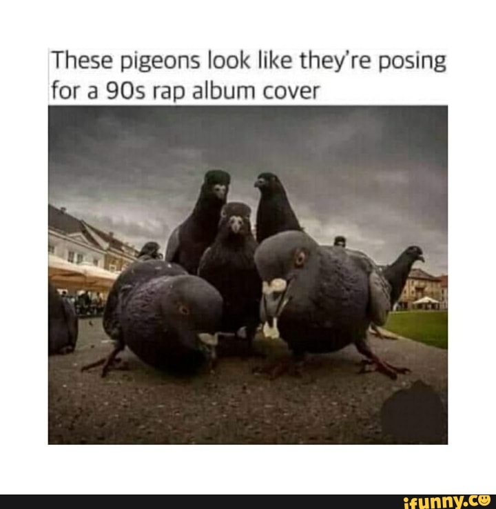 These pigeons look like they're posing for rap album cover - iFunny
