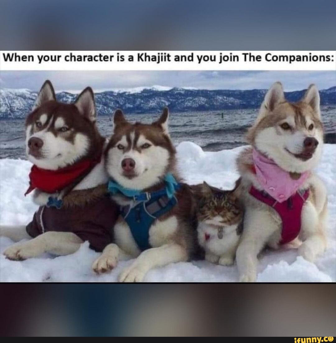 Proud Khajiit enjoyers Follow us for more Credit rSkyrimMemes ...