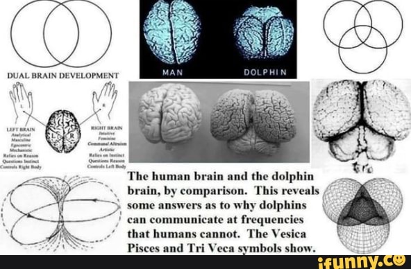 DUAL BRAIN DEVELOPMENT human the brain, by comparison. This reveals ...