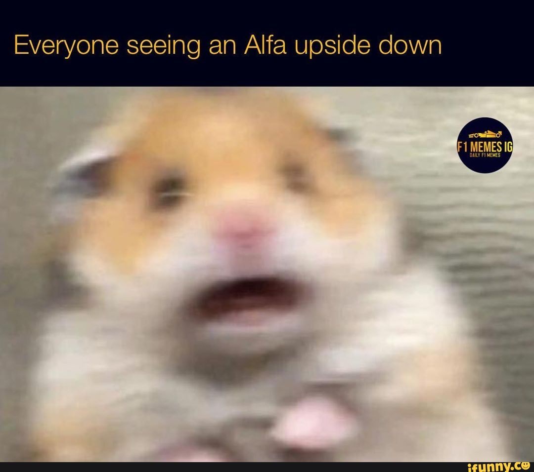 Everyone seeing an Alfa upside down MEMES arr - iFunny