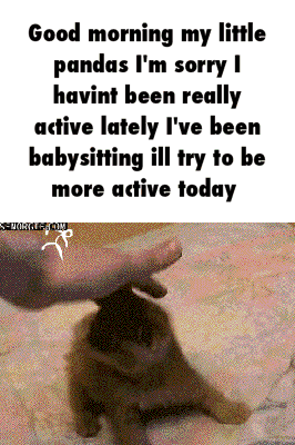 Panda Morning Memes