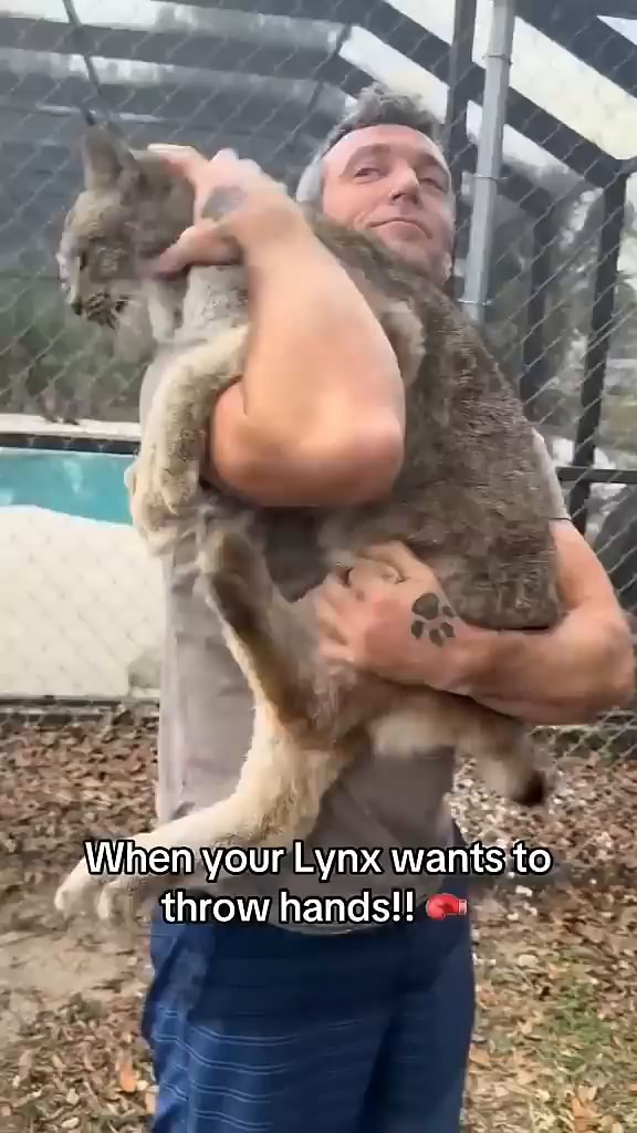 Lynx Memes
