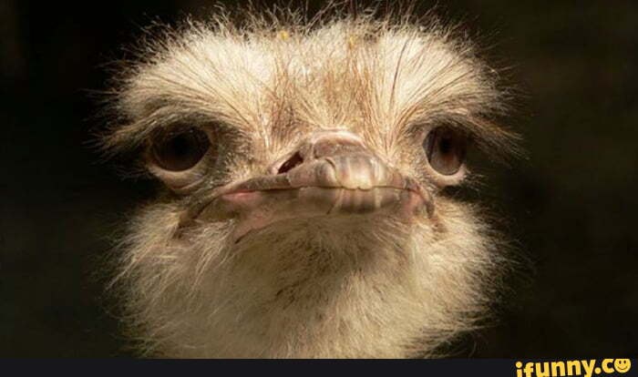 Common_ostrich memes. Best Collection of funny Common_ostrich pictures ...