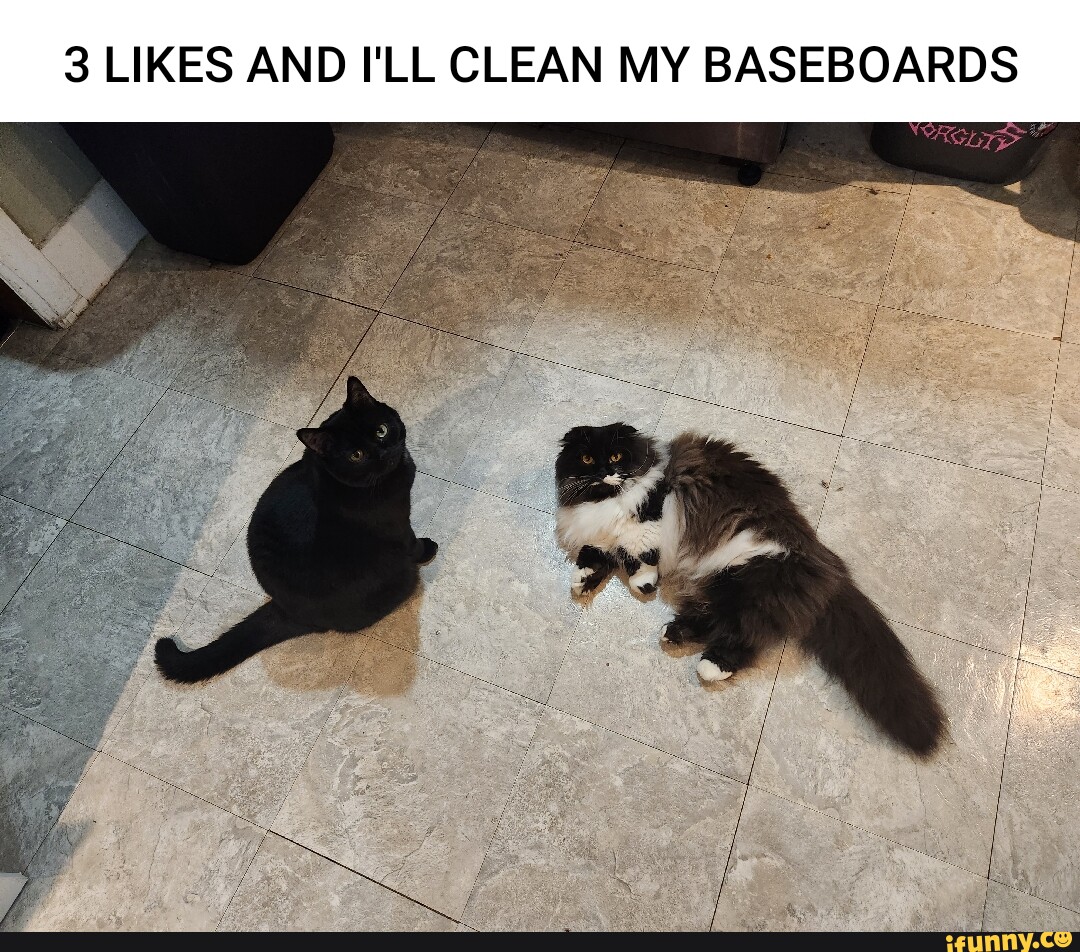 Baseboards memes. Best Collection of funny Baseboards pictures on iFunny