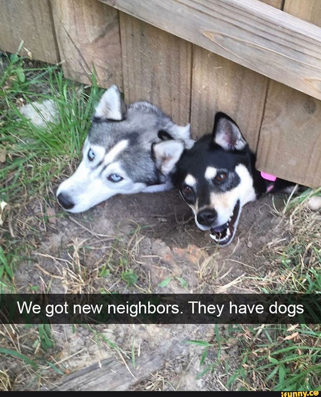 We got new neighbors. They have dogs - iFunny