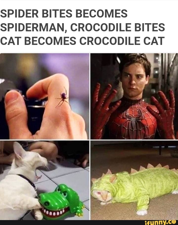 SPIDER BITES BECOMES SPIDER MAN, CROCODILE BITES CAT BECOMES CROCODILE ...