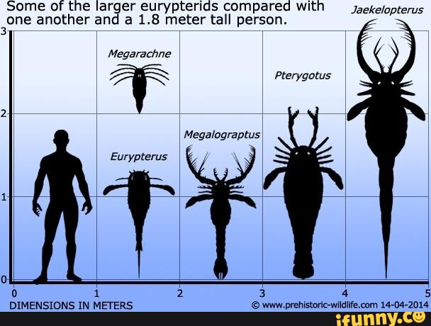 Pulmonoscorpius Size