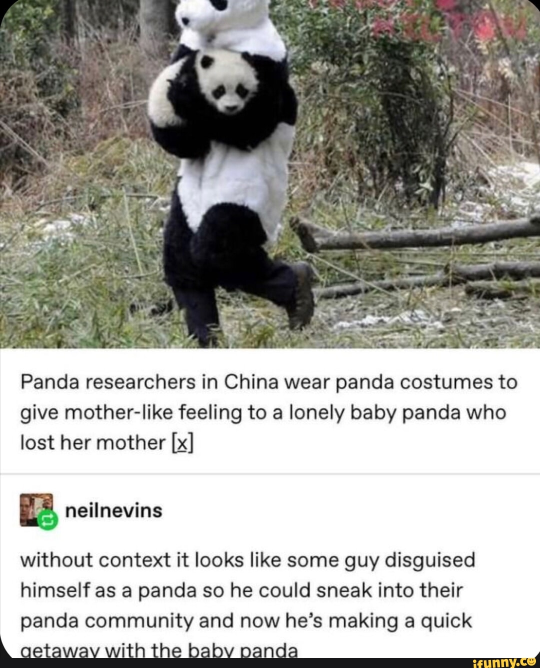 Cat Panda researchers in China wear panda costumes to give mother-like ...