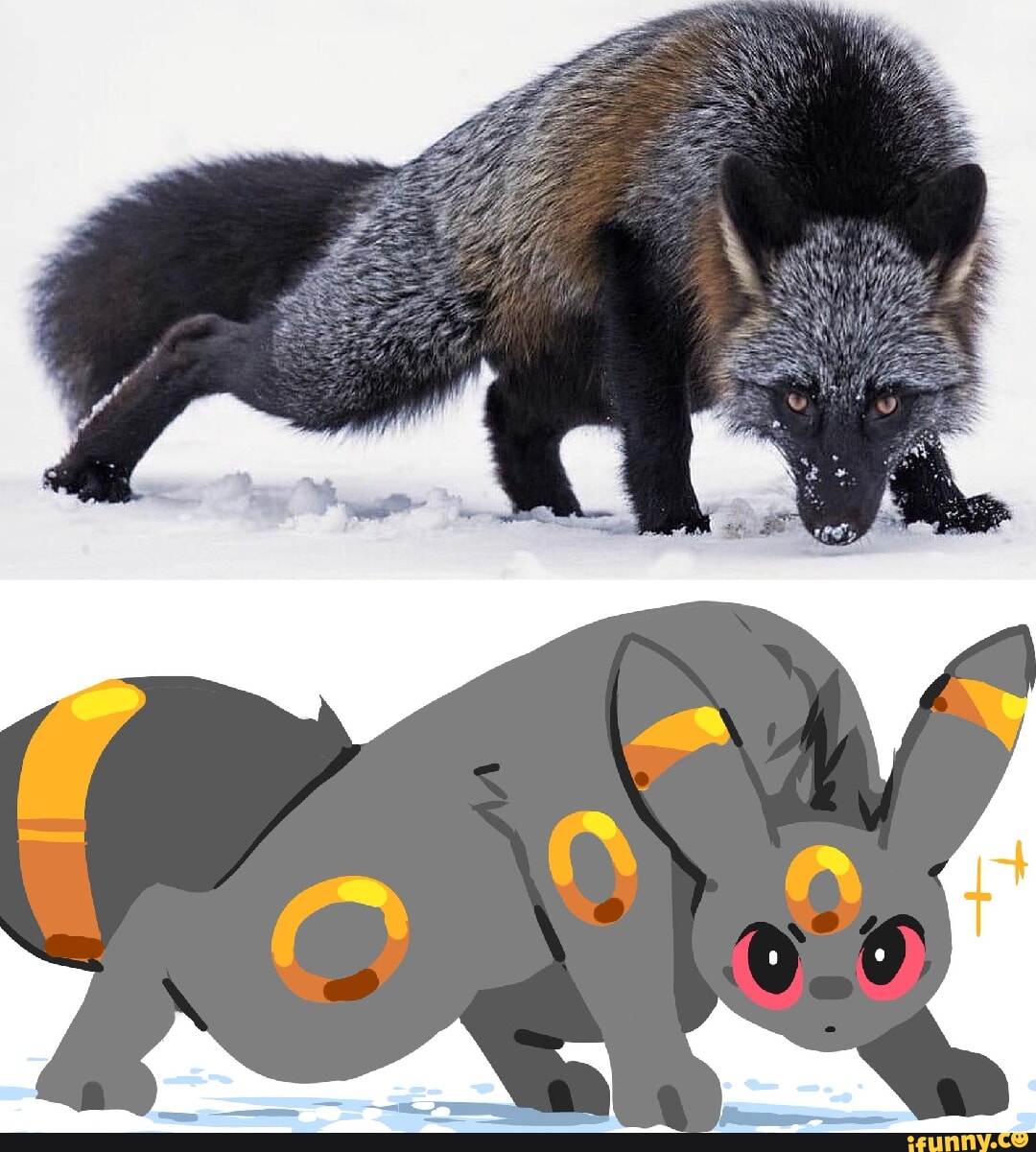 Umbreon memes. Best Collection of funny Umbreon pictures on iFunny