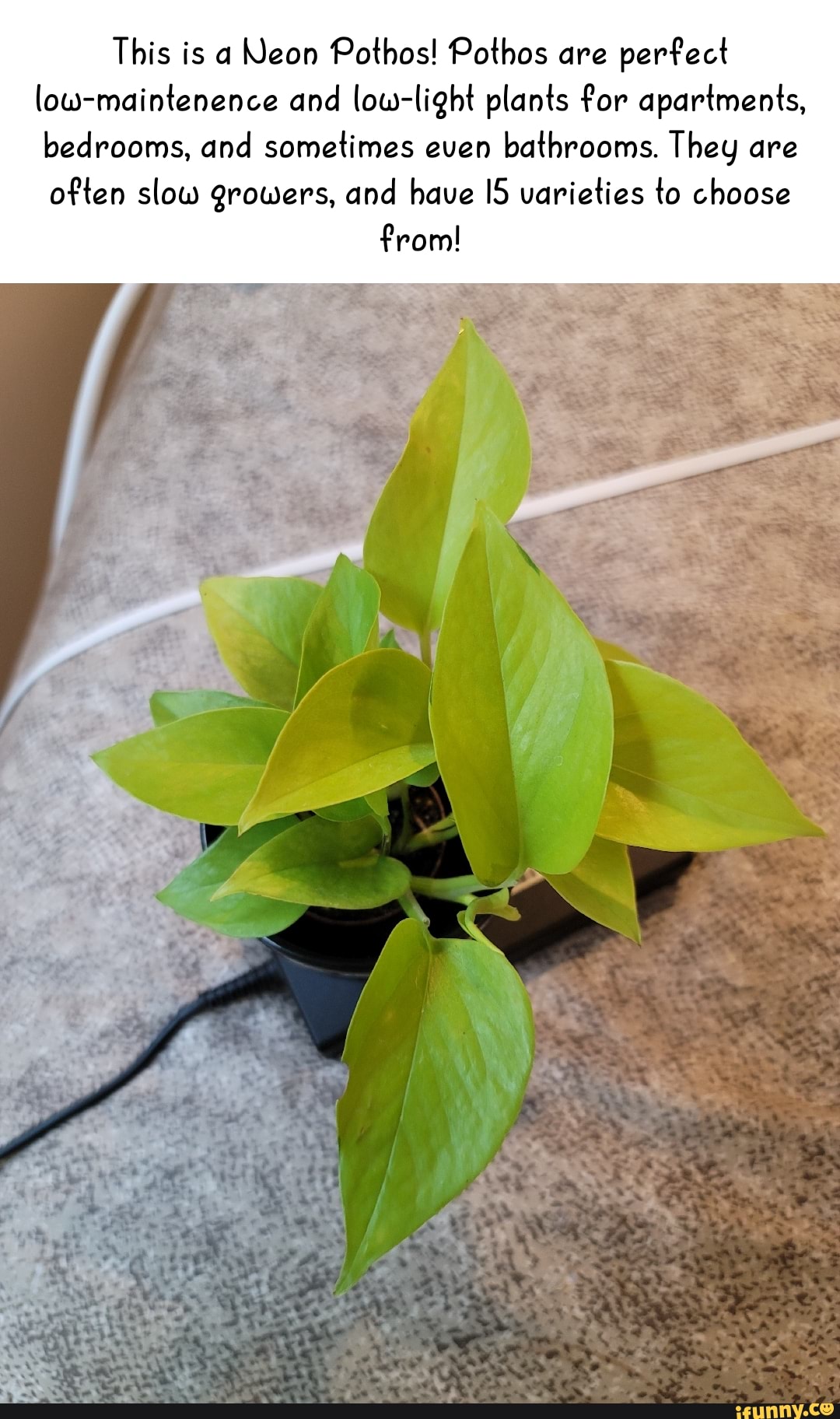 This is a Neon Pothos! Pothos are perfect low-maintenence and low-light ...