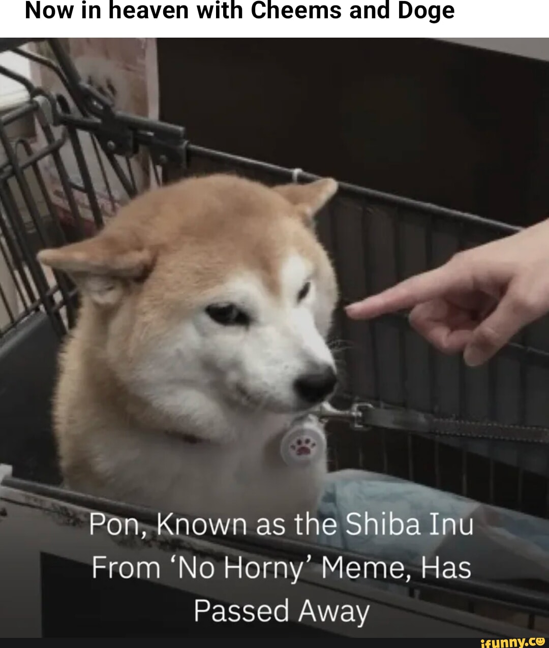 Now in heaven with Cheems and Doge as the From 'No Horny' Meme, Has ...
