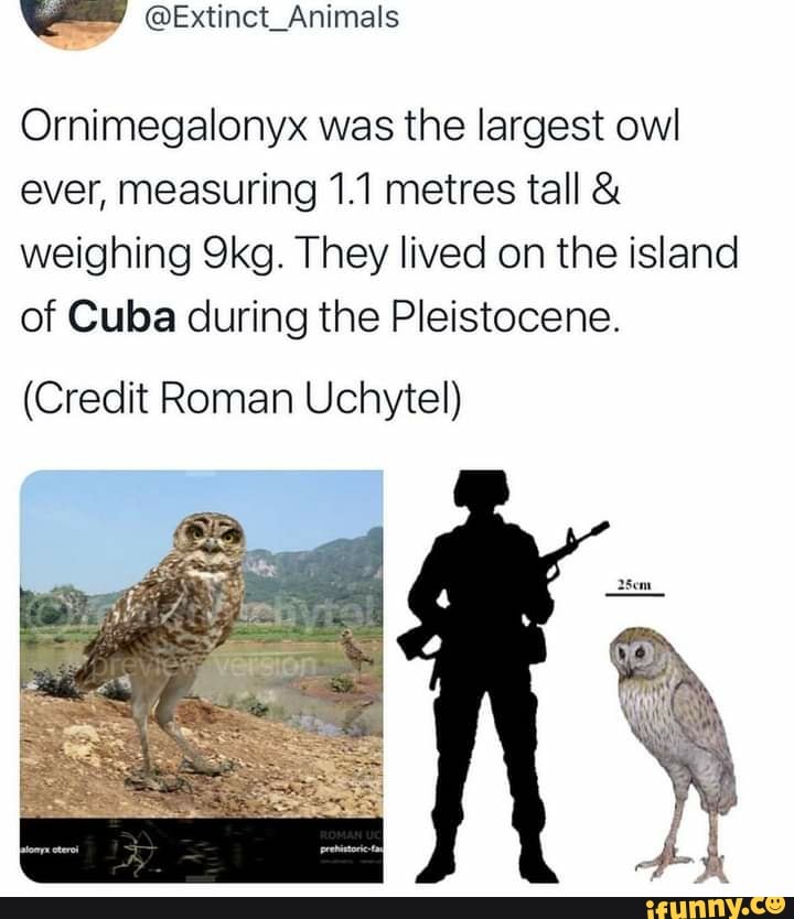 Ornimegalonyx was the largest owl ever, measuring 1.1 metres tall ...