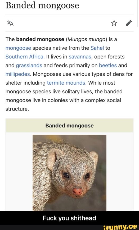 Mongooses memes. Best Collection of funny Mongooses pictures on iFunny
