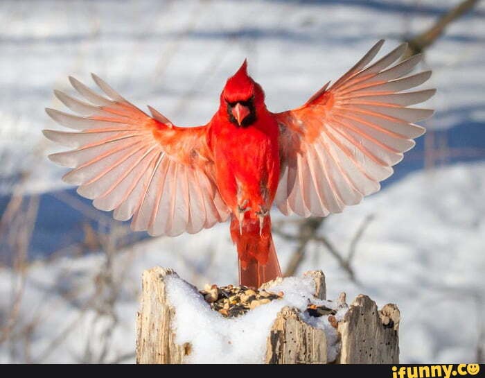 Northern_cardinal memes. Best Collection of funny Northern_cardinal ...