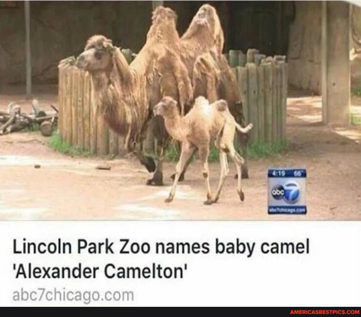 Lincoln Park Zoo names baby camel 'Alexander Camelton' ahr eJrhinrann ...