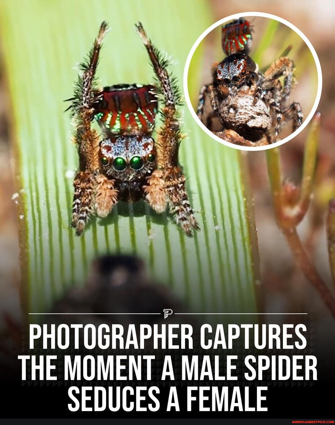 Swipe The male spiders moves paid off Via flynnprall spider insect ...