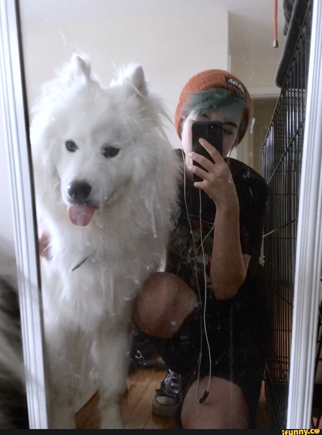 Samoyed memes. Best Collection of funny Samoyed pictures on iFunny